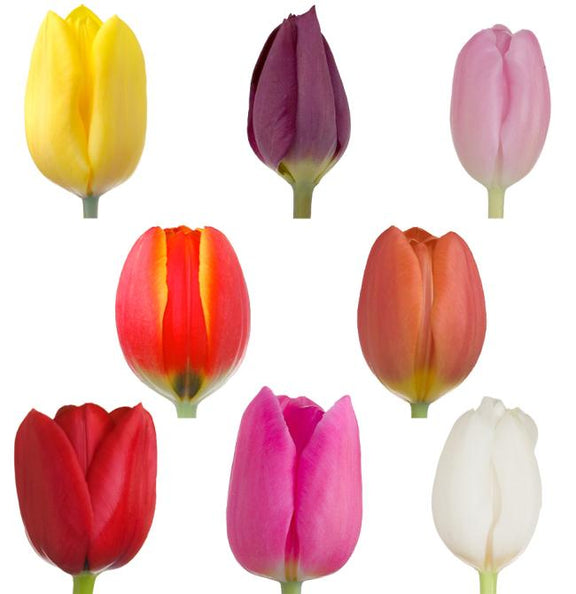 Lalele la fir - mesageri ai primaverii – Atelier Secret Garden